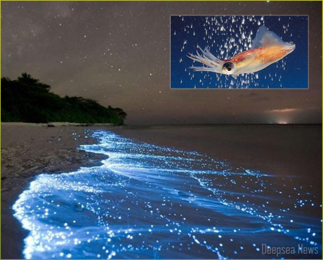 Firefly Squid Anatomy